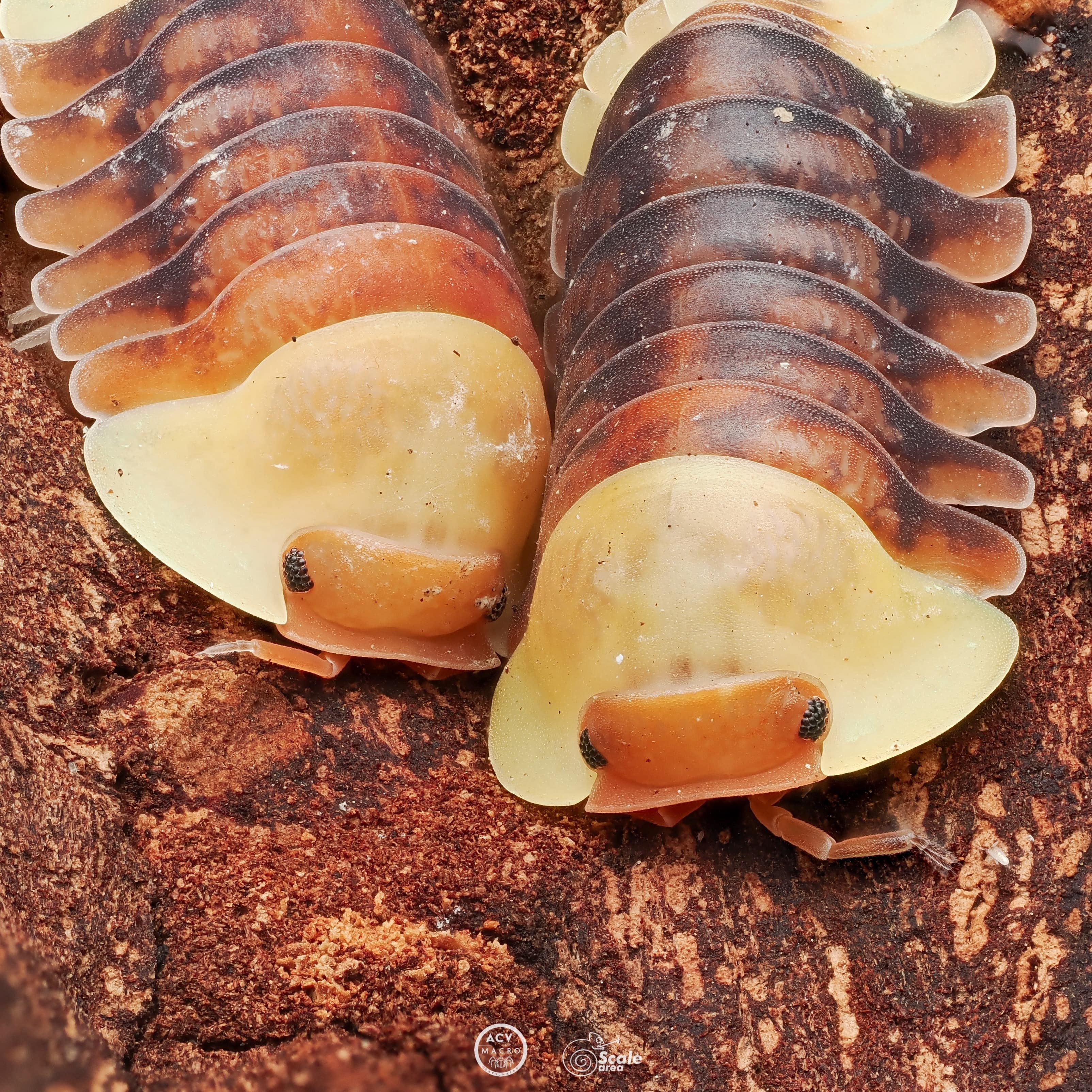 Buy isopods | Pill bug | Woodlouse | Scale Area – Scale area