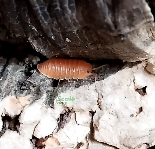 Cubaris murina "Mandarin" – Scale area