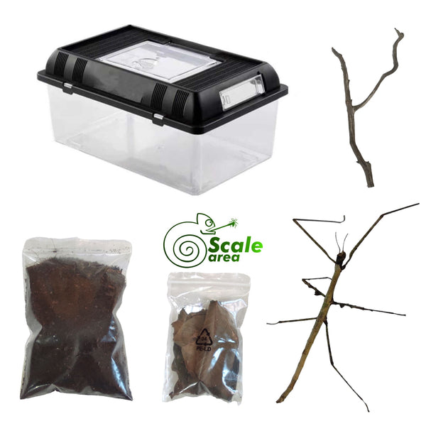 Stick insect complete kit – Scale area
