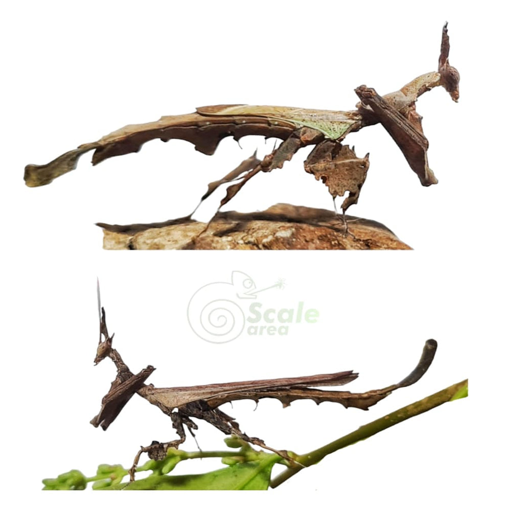 Dragon mantis (Stenophylla lobivertex) – Scale area