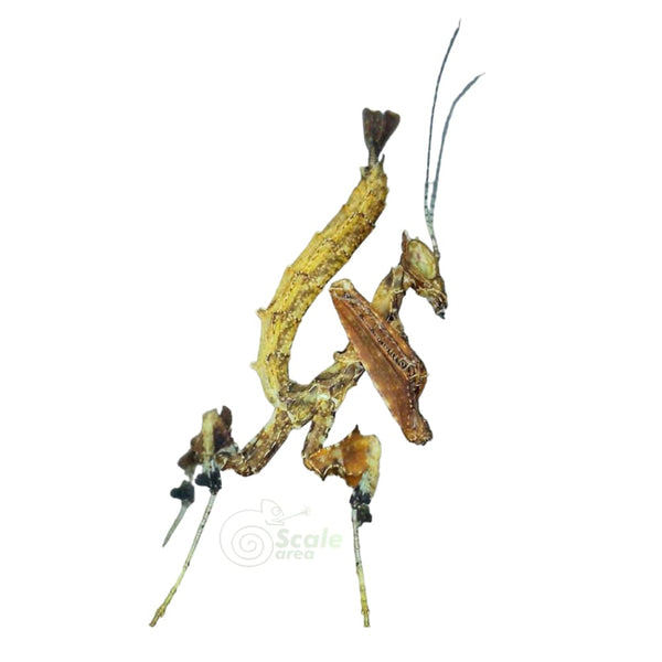 Dragon mantis (Stenophylla lobivertex) – Scale area