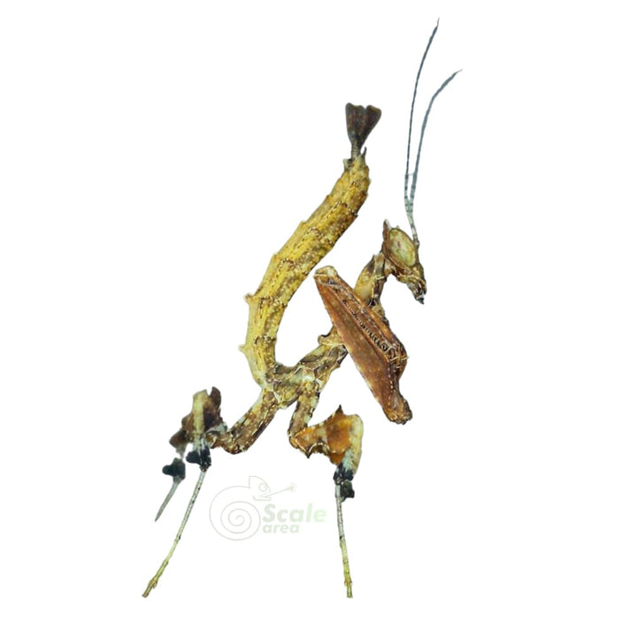 Dragon mantis (Stenophylla lobivertex) – Scale area