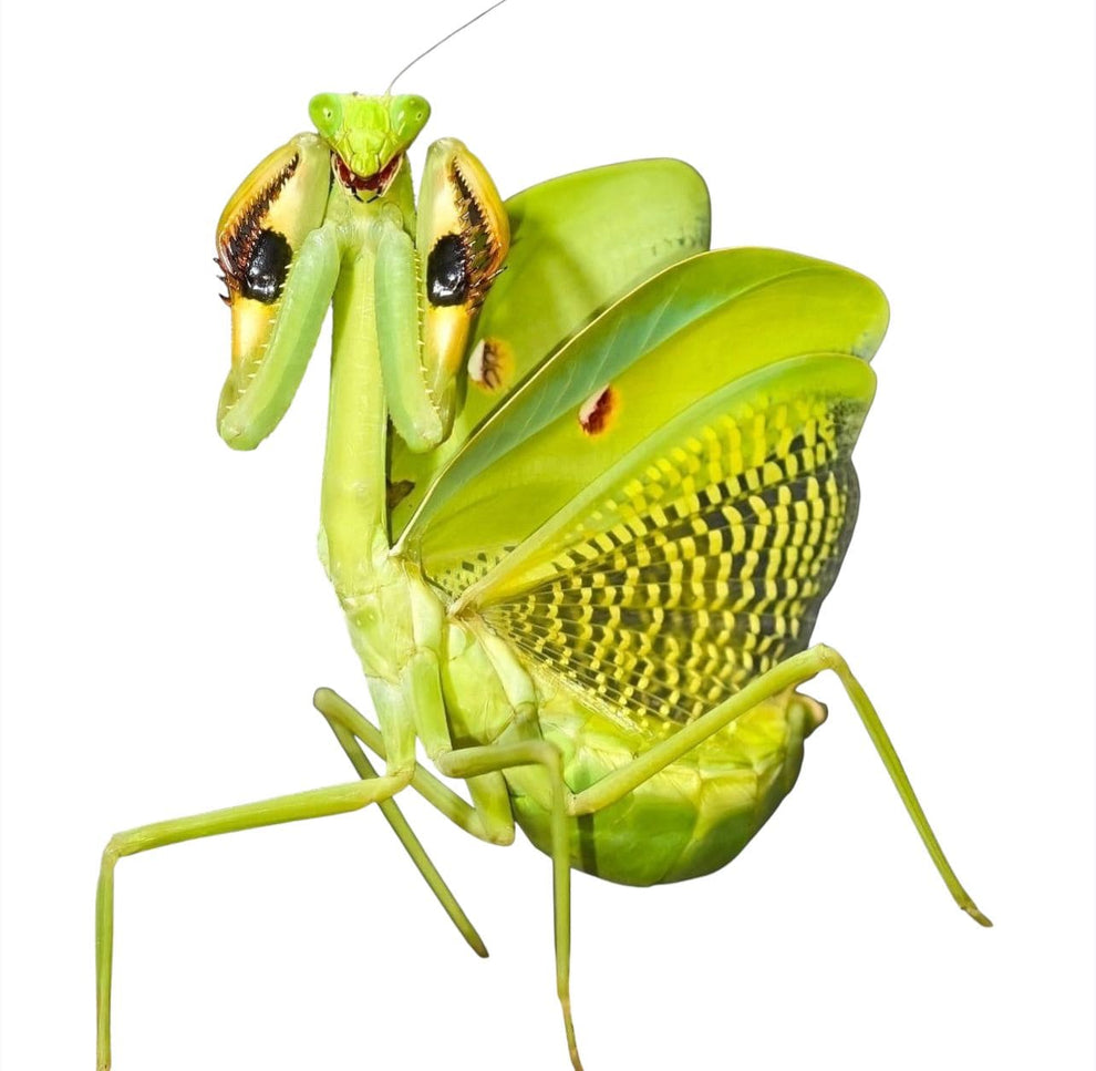 Stagmatoptera femoralis (Mantis gigante americana) – Scale area