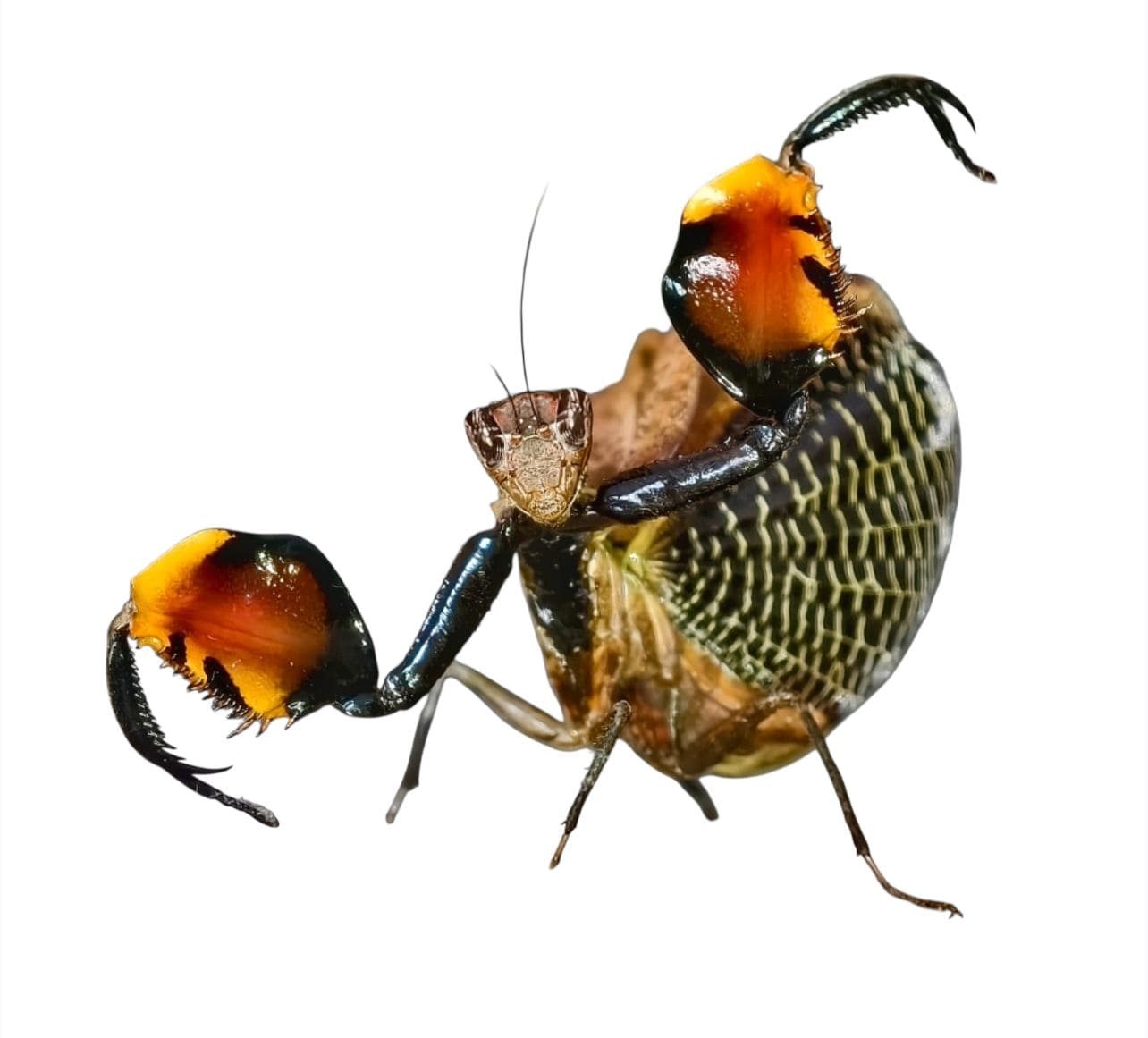 Astyliasula phyllopus (Mantis boxeadora) – Scale area