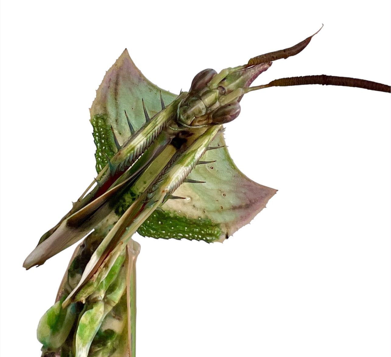 Idolomantis Diabolica (Mantis flor del diablo) – Scale area