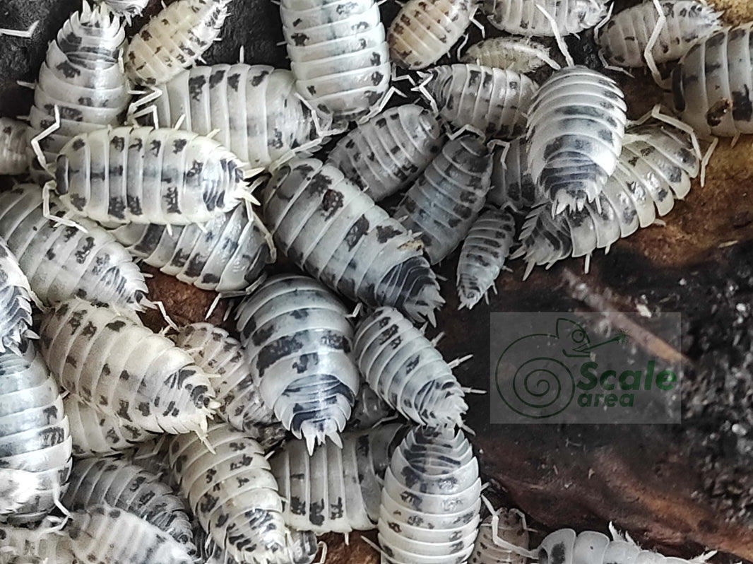 Buy isopods | Pill bug | Woodlouse | Scale Area – Scale area