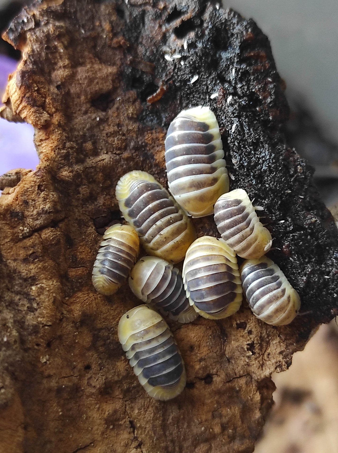 Cubaris sp. "jupiter" – Scale area