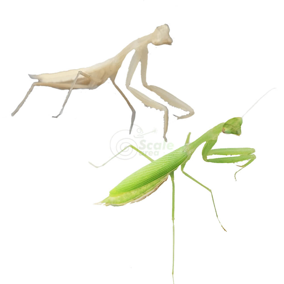 Mantis pigmea egipcia (Miomantis paykullii) – Scale area
